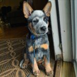 Available Puppies - Brave Blue Heelers