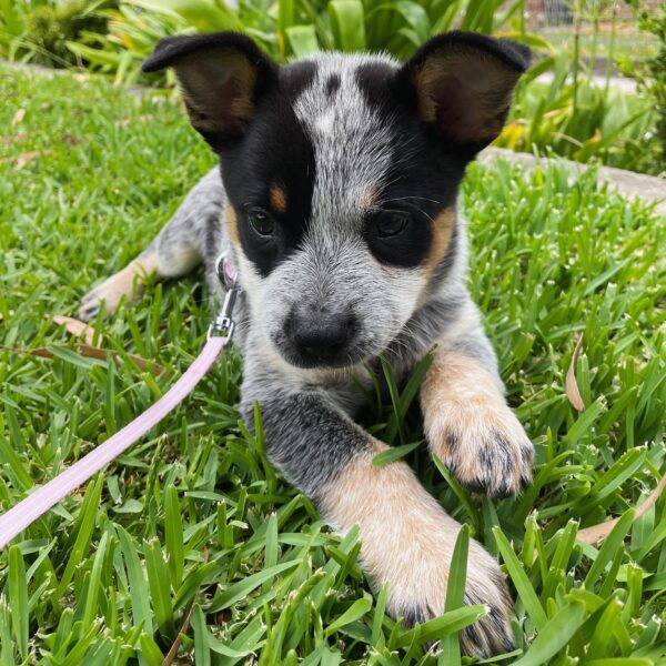 Available Puppies - Brave Blue Heelers