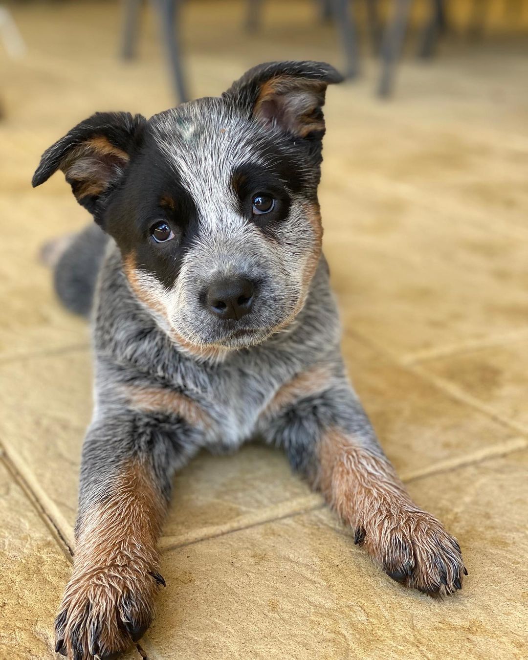 Available Puppies - Brave Blue Heelers